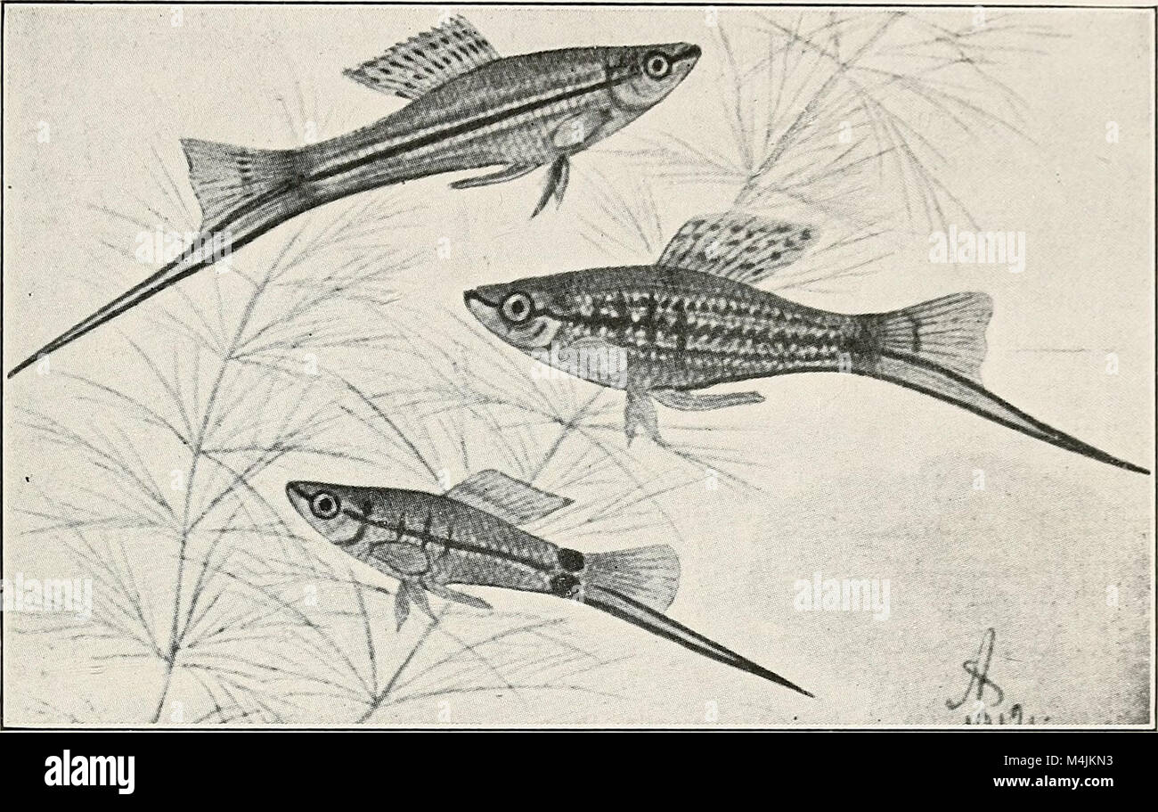 'Aquatic Life' (1920) provides a comprehensive overview of marine and ...