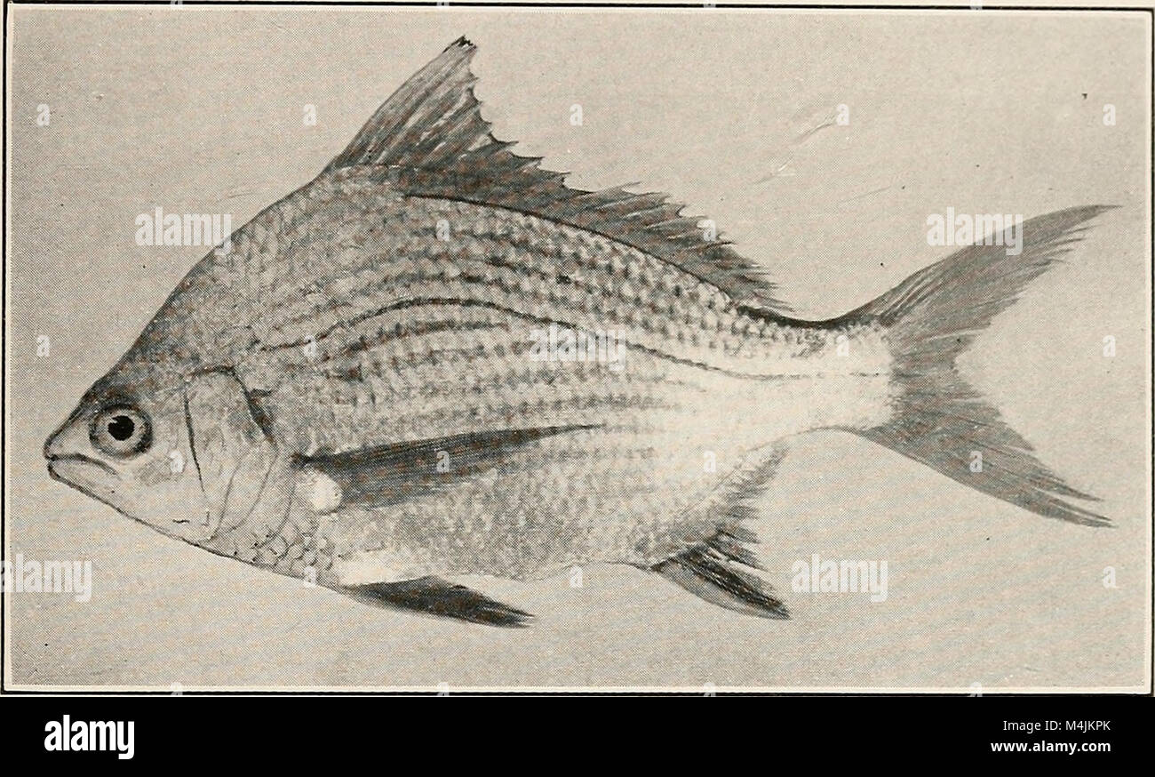 Aquatic life 1920 hi-res stock photography and images - Alamy