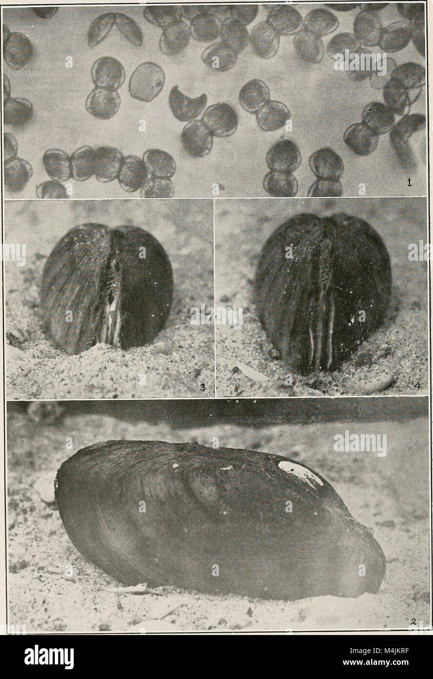 'Aquatic Life' (1920) explores various forms of life in aquatic ...