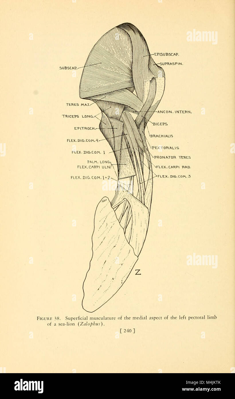 This 1930 publication explores the unique adaptations of aquatic ...