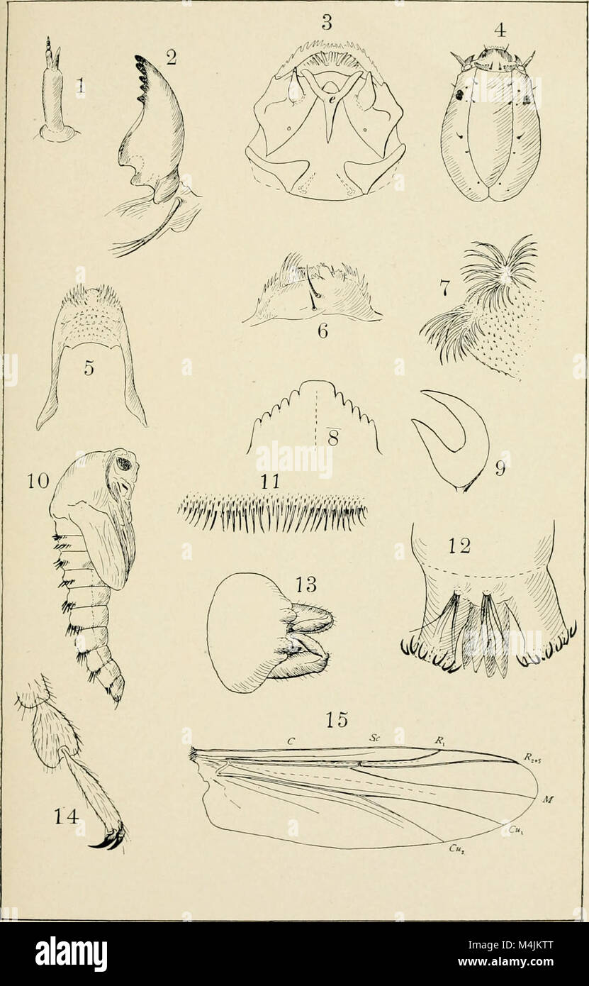 Aquatic nematocerous diptera. (I) (1903) (19124220854 Stock Photo - Alamy