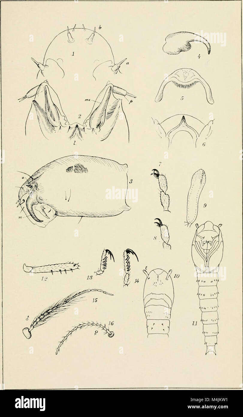Aquatic nematocerous diptera. (I) (1903) (19125897983 Stock Photo - Alamy