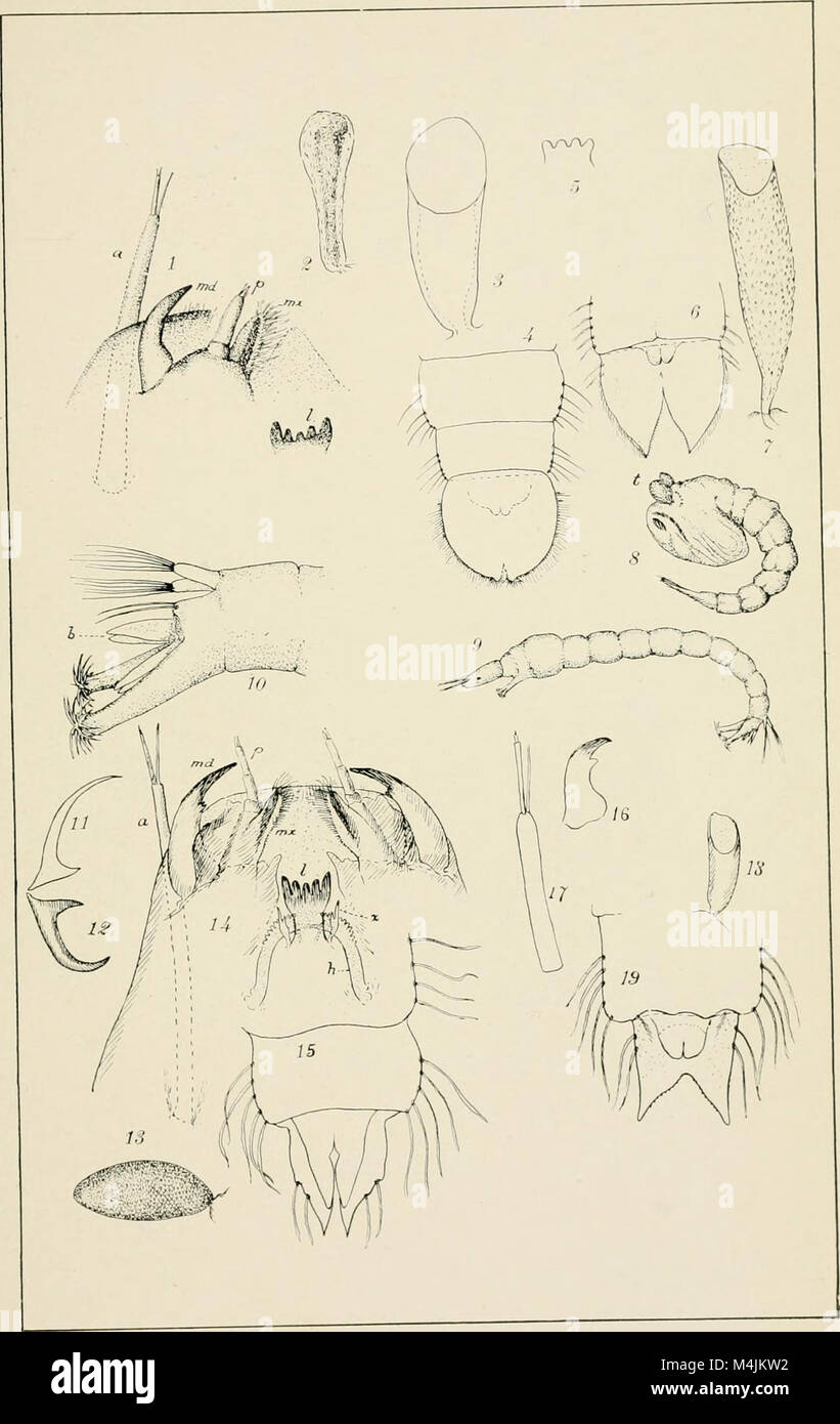 The 1903 study on aquatic nematocerous diptera focuses on the taxonomy ...