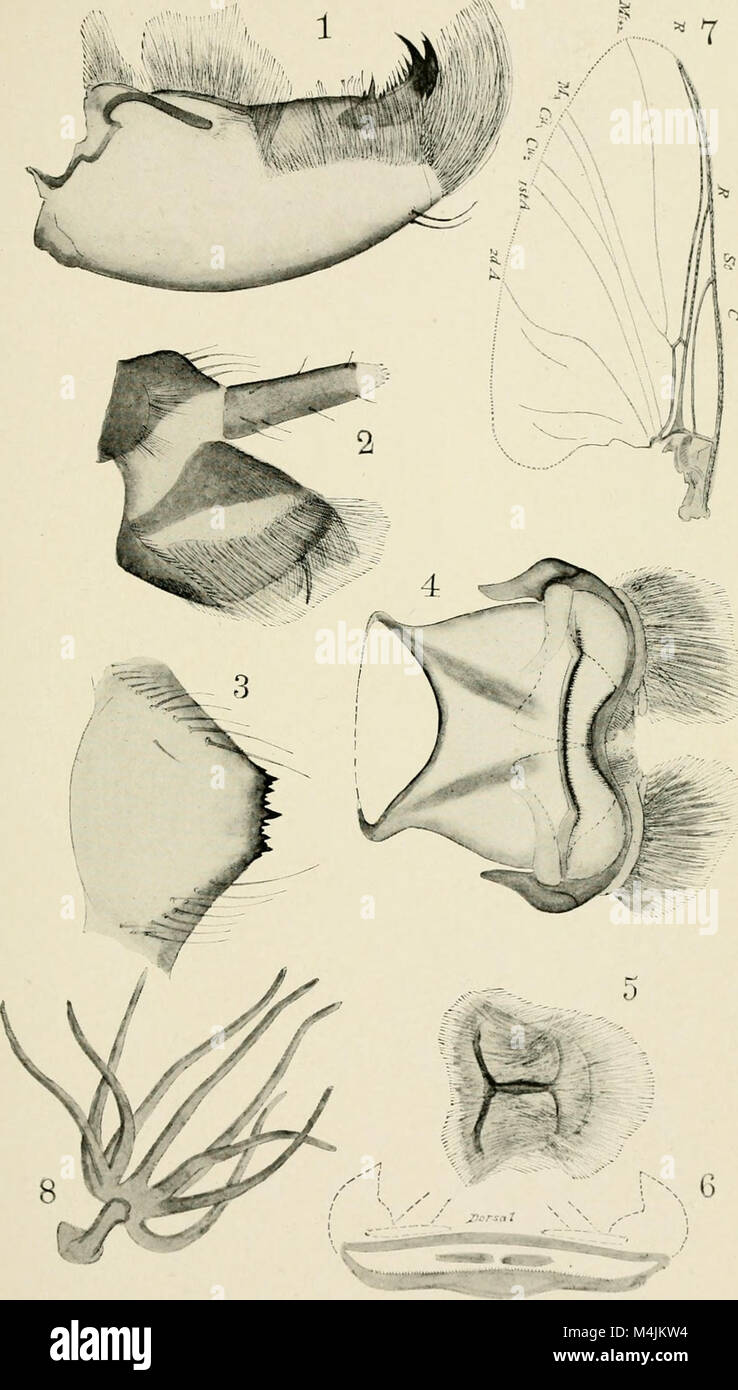 Aquatic nematocerous diptera. (I) (1903) (19558713530 Stock Photo - Alamy