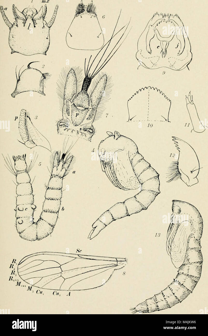 Aquatic nematocerous diptera. (I) (1903) (19558744618 Stock Photo - Alamy