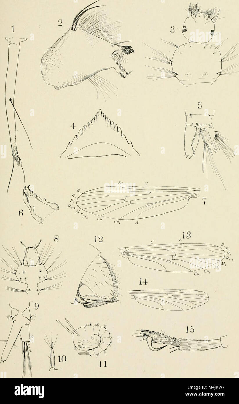 Aquatic nematocerous diptera. (I) (1903) (19558748520 Stock Photo - Alamy