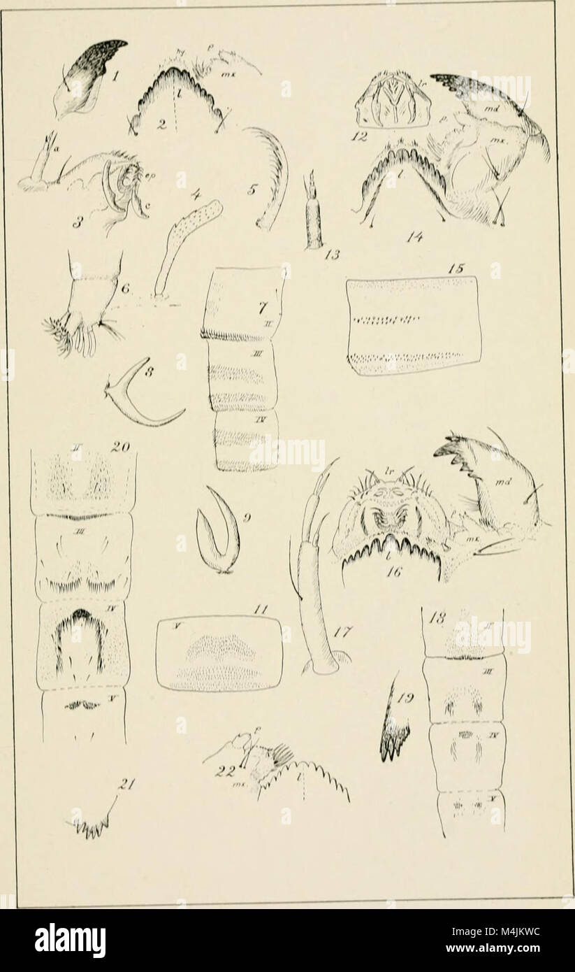 Aquatic nematocerous diptera. (I) (1903) (19558806140 Stock Photo - Alamy
