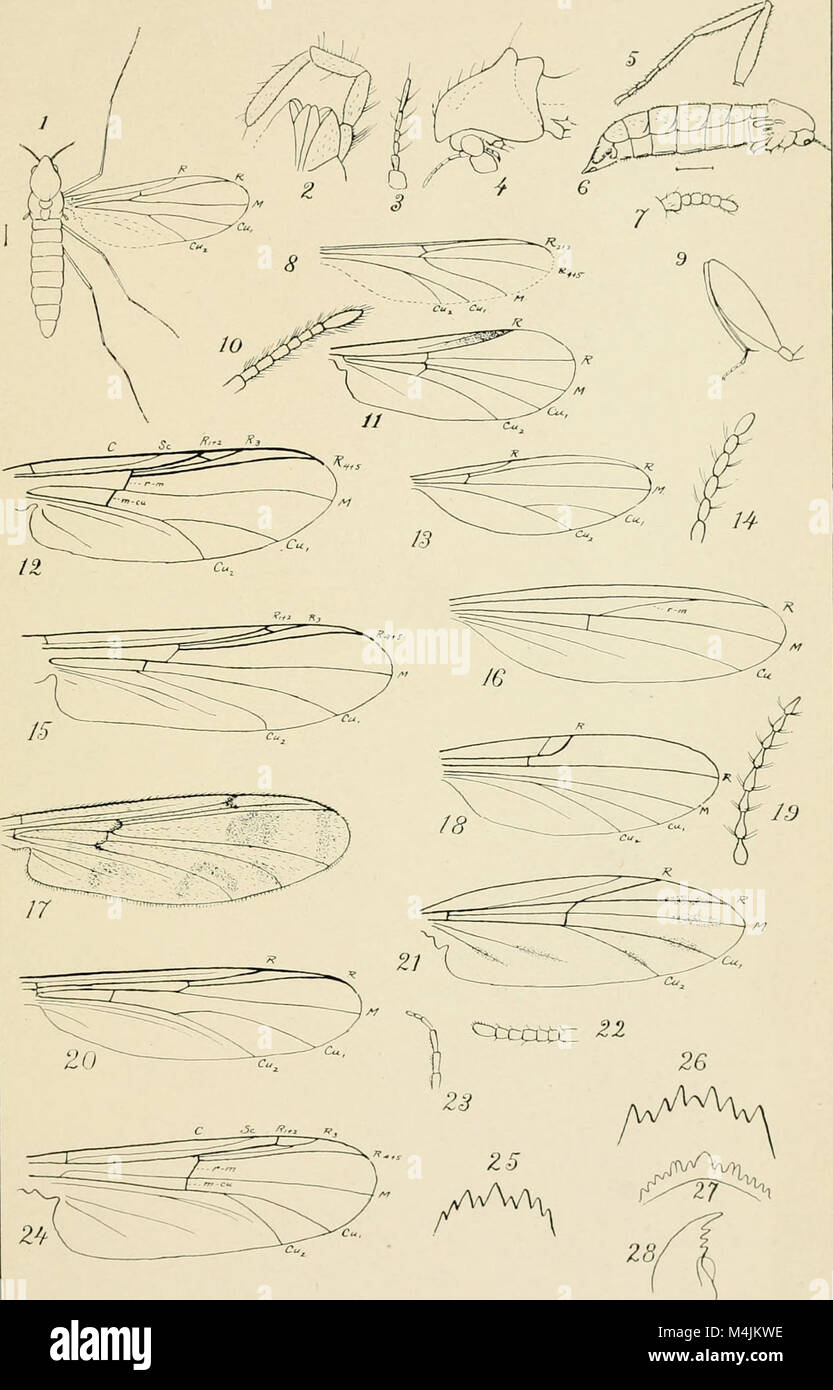 Aquatic nematocerous diptera. (I) (1903) (19558845778 Stock Photo - Alamy
