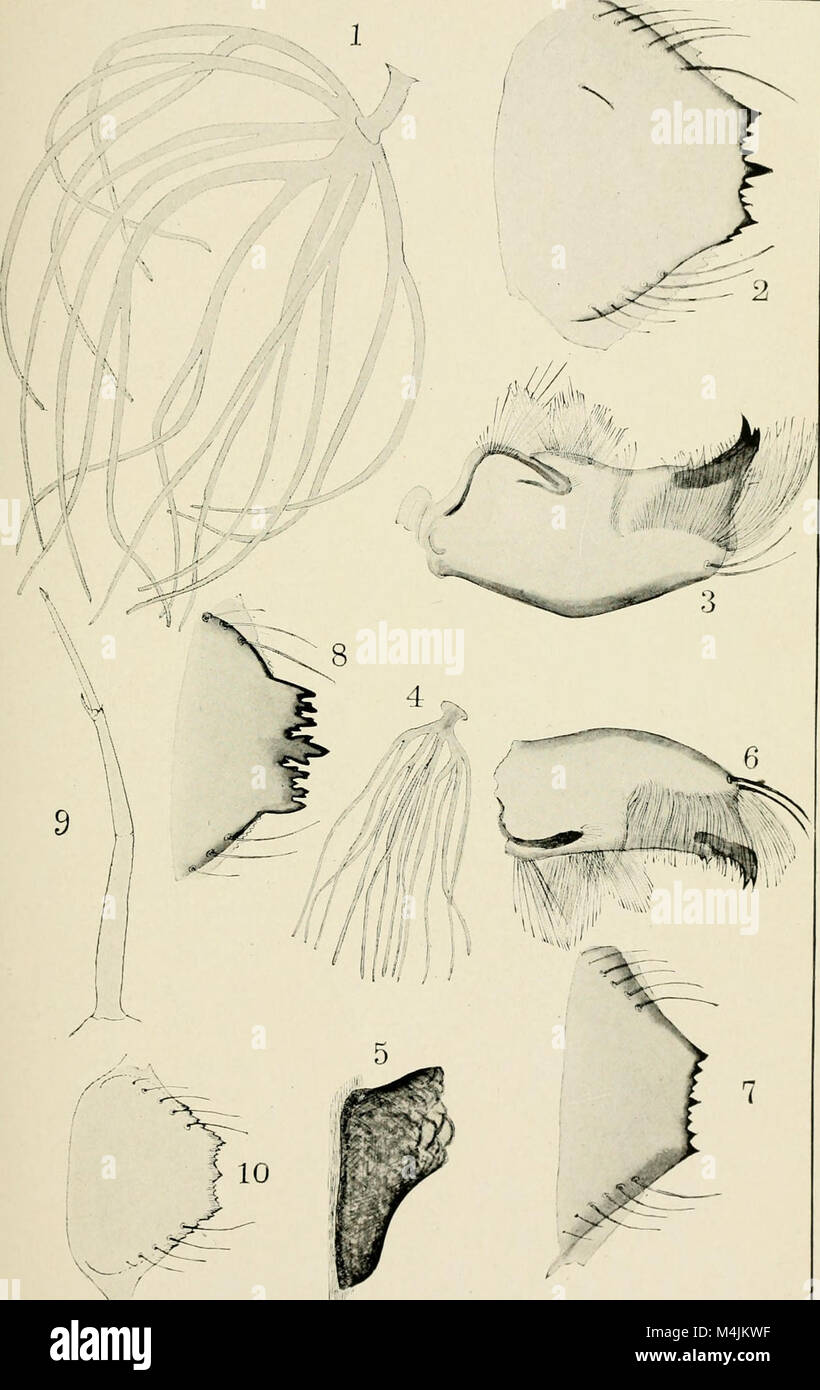 This 1903 study focuses on aquatic nematocerous diptera, detailing ...