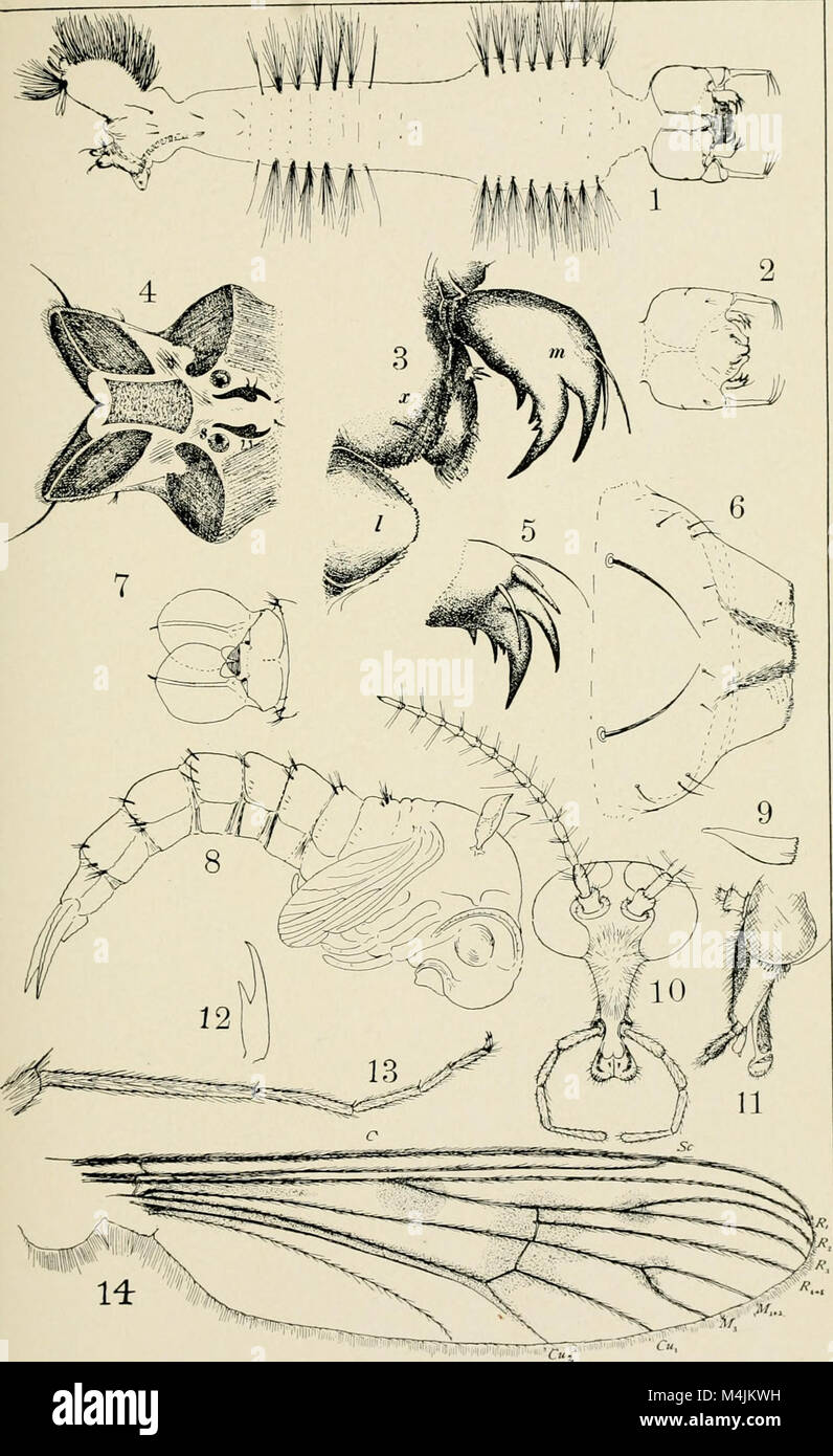 This 1903 study explores aquatic nematocerous diptera, focusing on the ...
