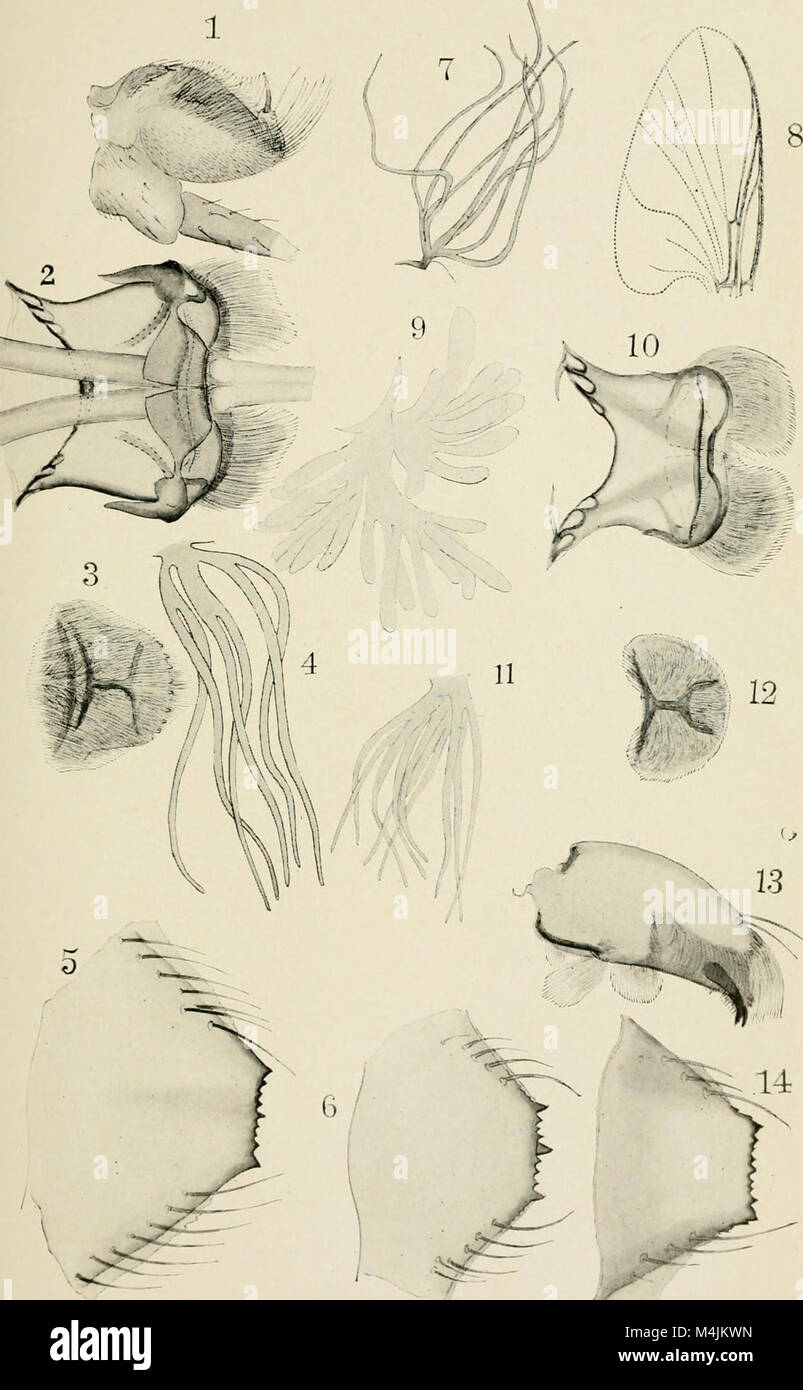 This 1903 work focuses on the study of aquatic nematocerous diptera, a ...