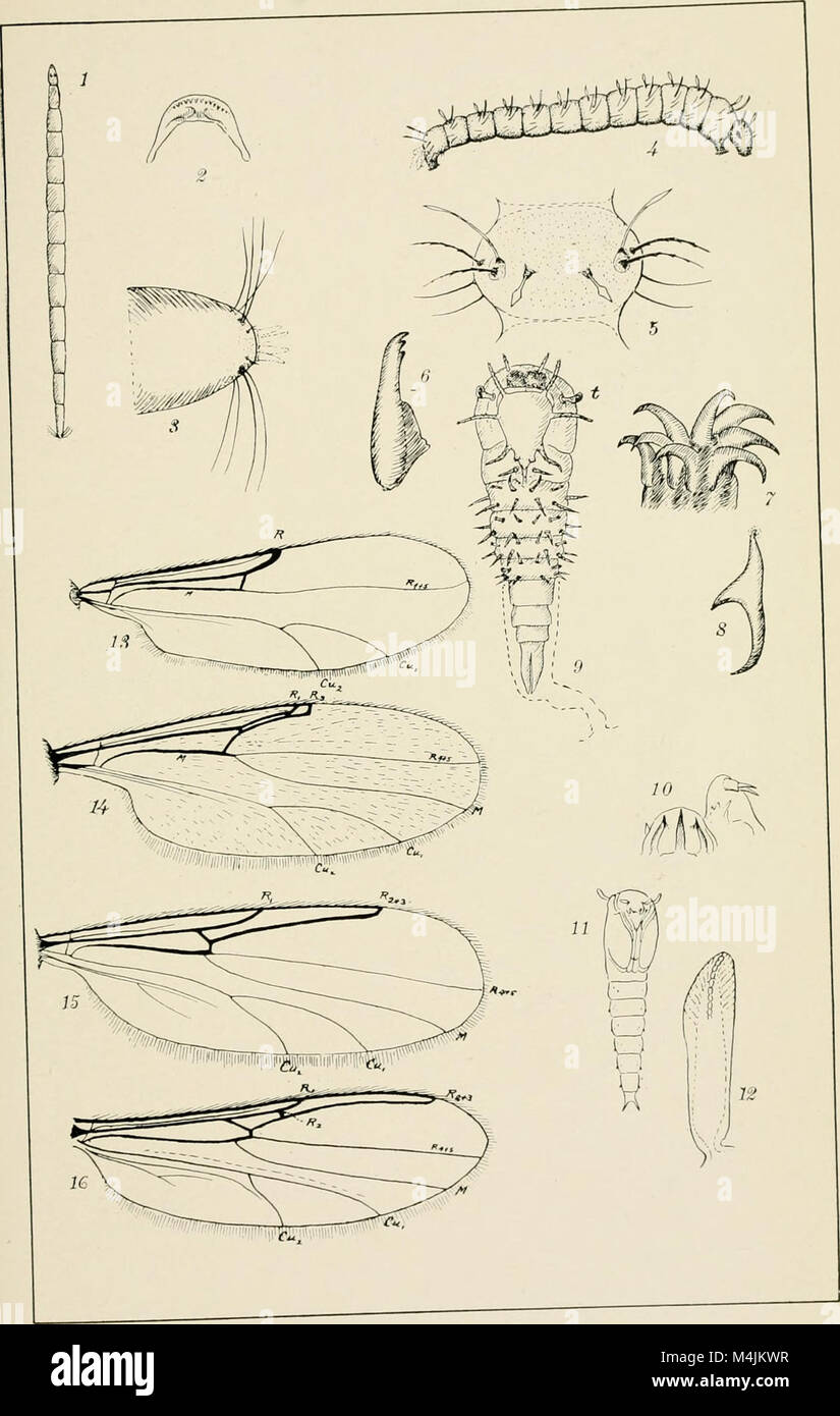 Aquatic nematocerous diptera. (I) (1903) (19720614346 Stock Photo - Alamy