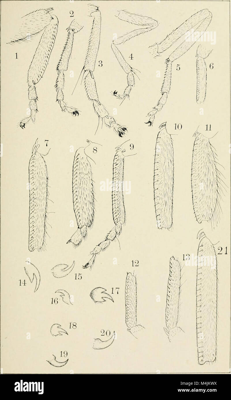Aquatic nematocerous diptera. (I) (1903) (19746750555 Stock Photo - Alamy