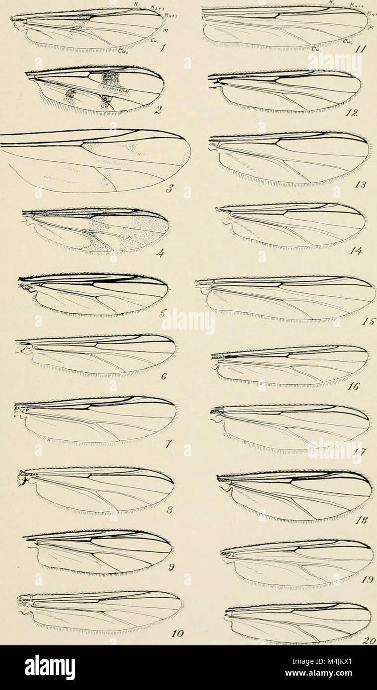 Aquatic nematocerous diptera. (I) (1903) (19746847855 Stock Photo - Alamy