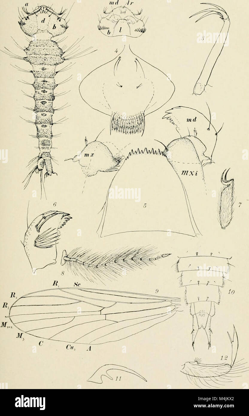 This 1903 work discusses aquatic nematocerous diptera, a suborder of ...