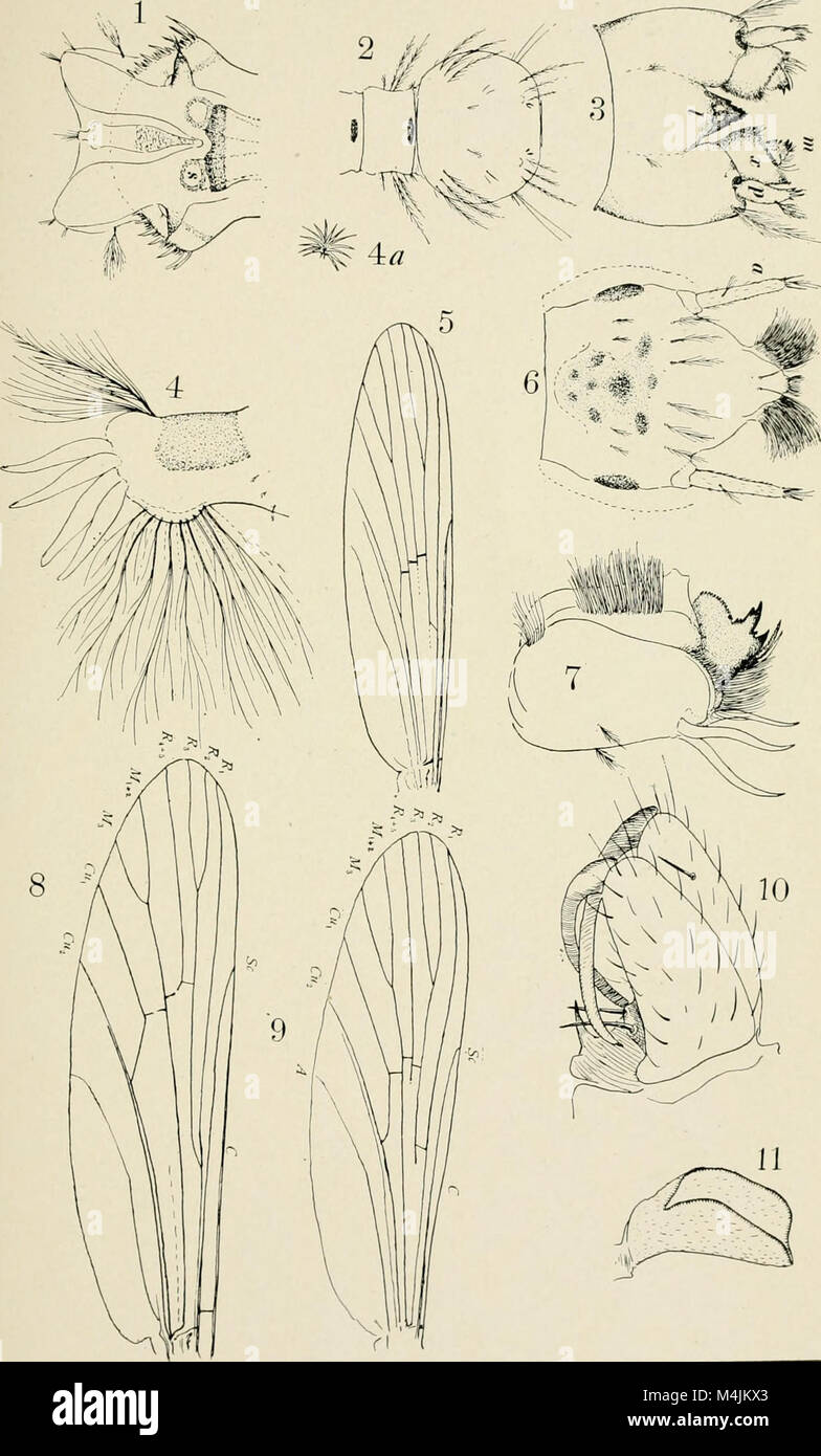 This scientific paper focuses on aquatic nematocerous diptera, an ...