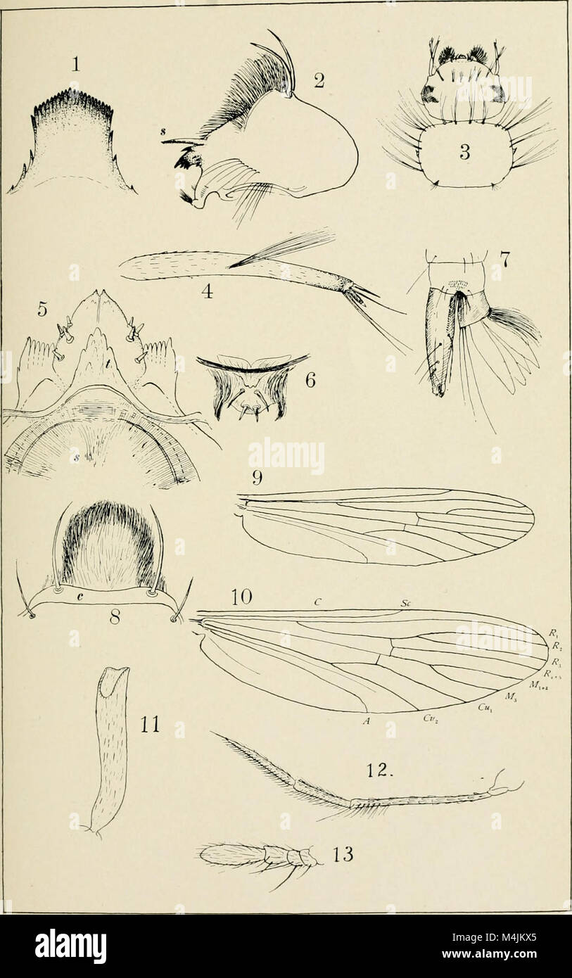 Aquatic nematocerous diptera. (I) (1903) (19751435591 Stock Photo - Alamy