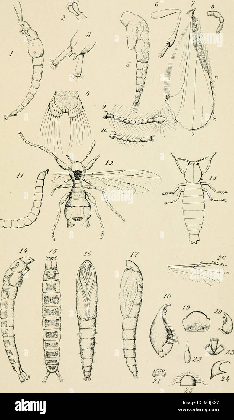 Aquatic nematocerous diptera. (I) (1903) (19751545951 Stock Photo - Alamy