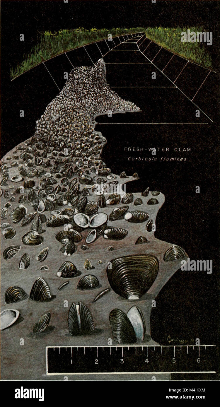 Aquatic pests on irrigation systems - identification guide (1980 ...