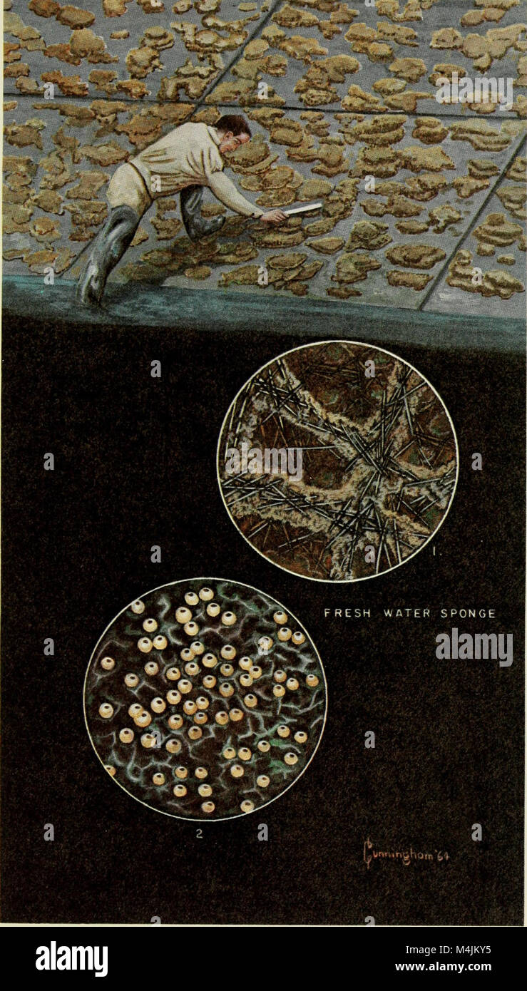 Aquatic pests on irrigation systems - identification guide (1980 ...