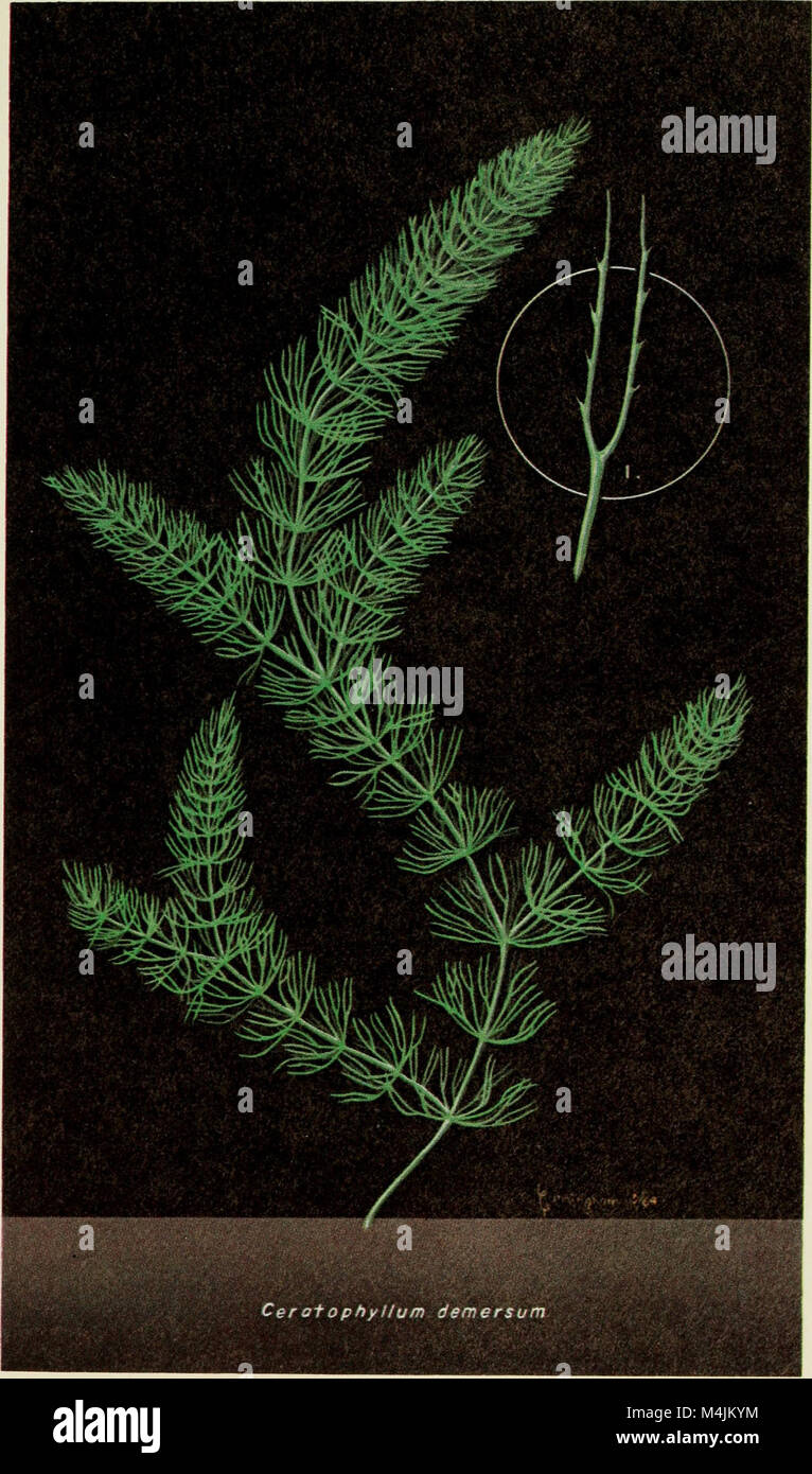 Aquatic pests on irrigation systems - identification guide (1980 ...
