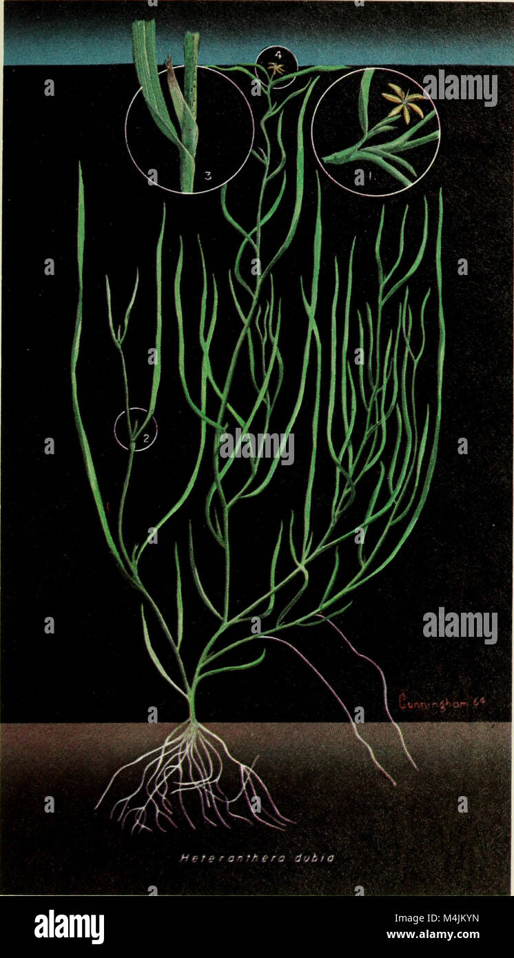 Aquatic pests on irrigation systems - identification guide (1980 ...