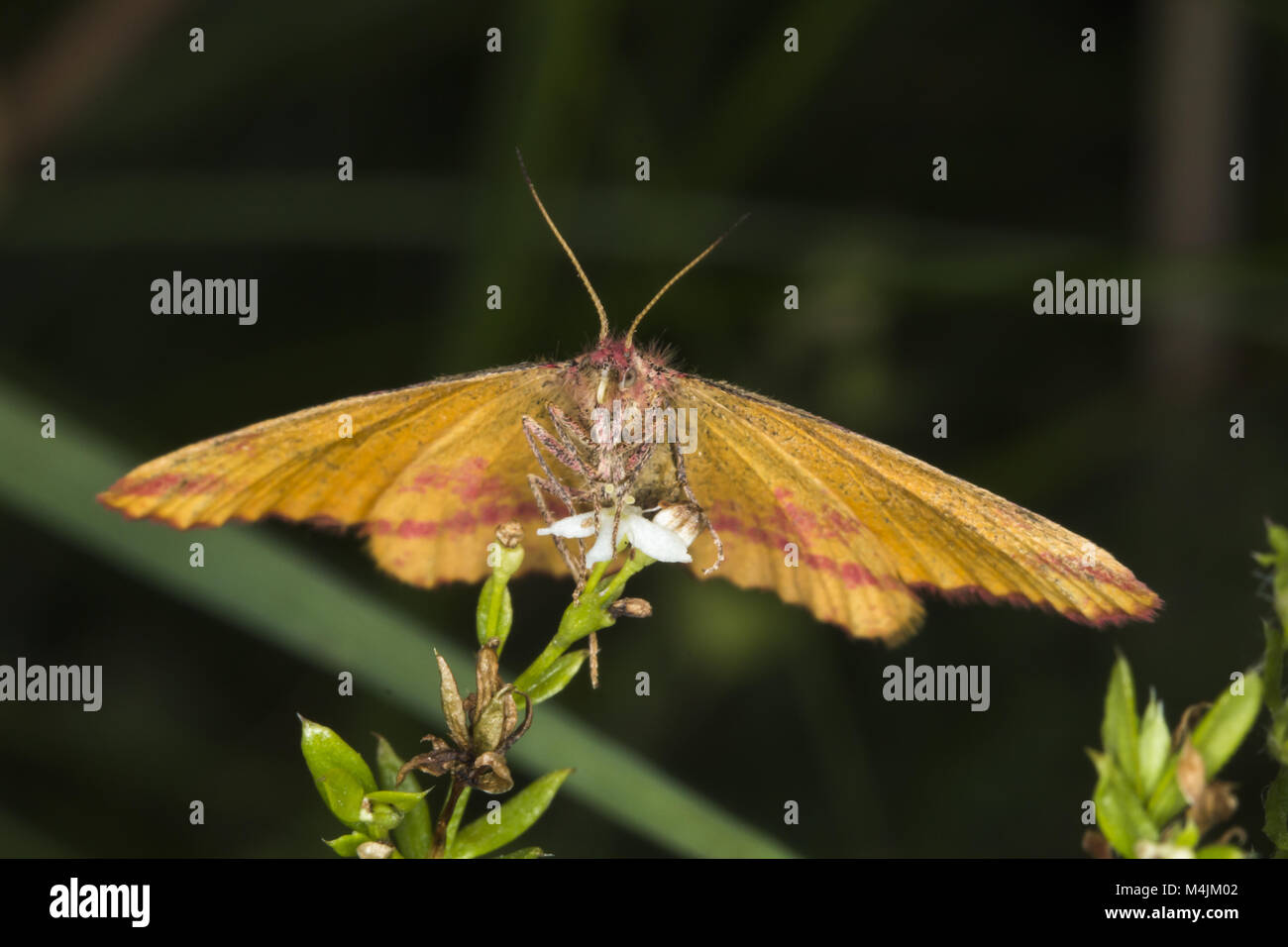 Purple barred yellow moth hi-res stock photography and images - Alamy