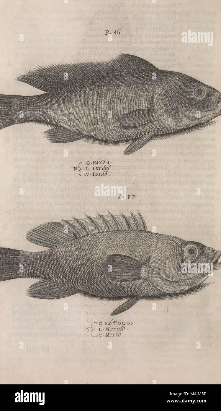 This 1554 work, 'Aquatilium Animalium Historiae,' provides detailed ...