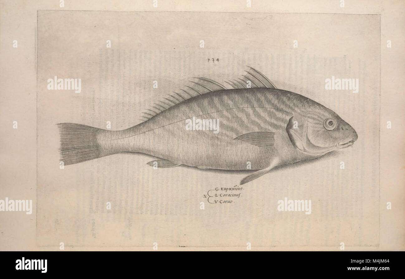 *Aquatilium animalium historiae, liber primus* (1554) is the first book ...