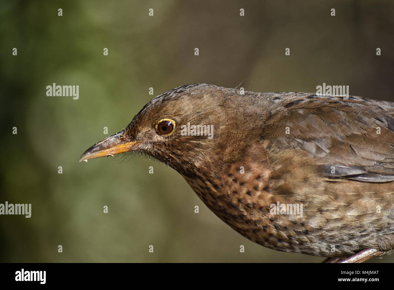 Blackbird head hi-res stock photography and images - Alamy