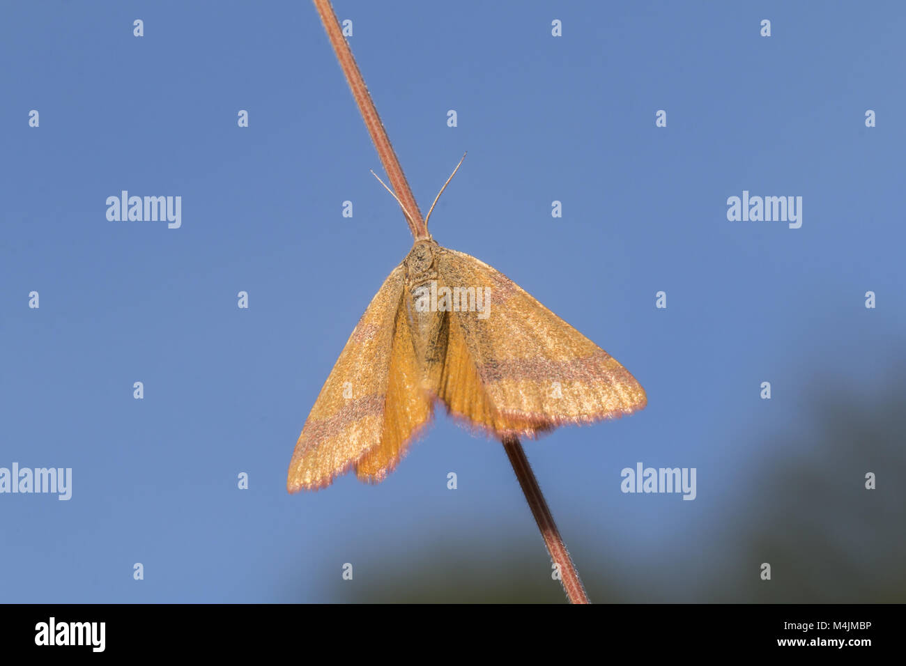 Purple barred yellow moth hi-res stock photography and images - Alamy
