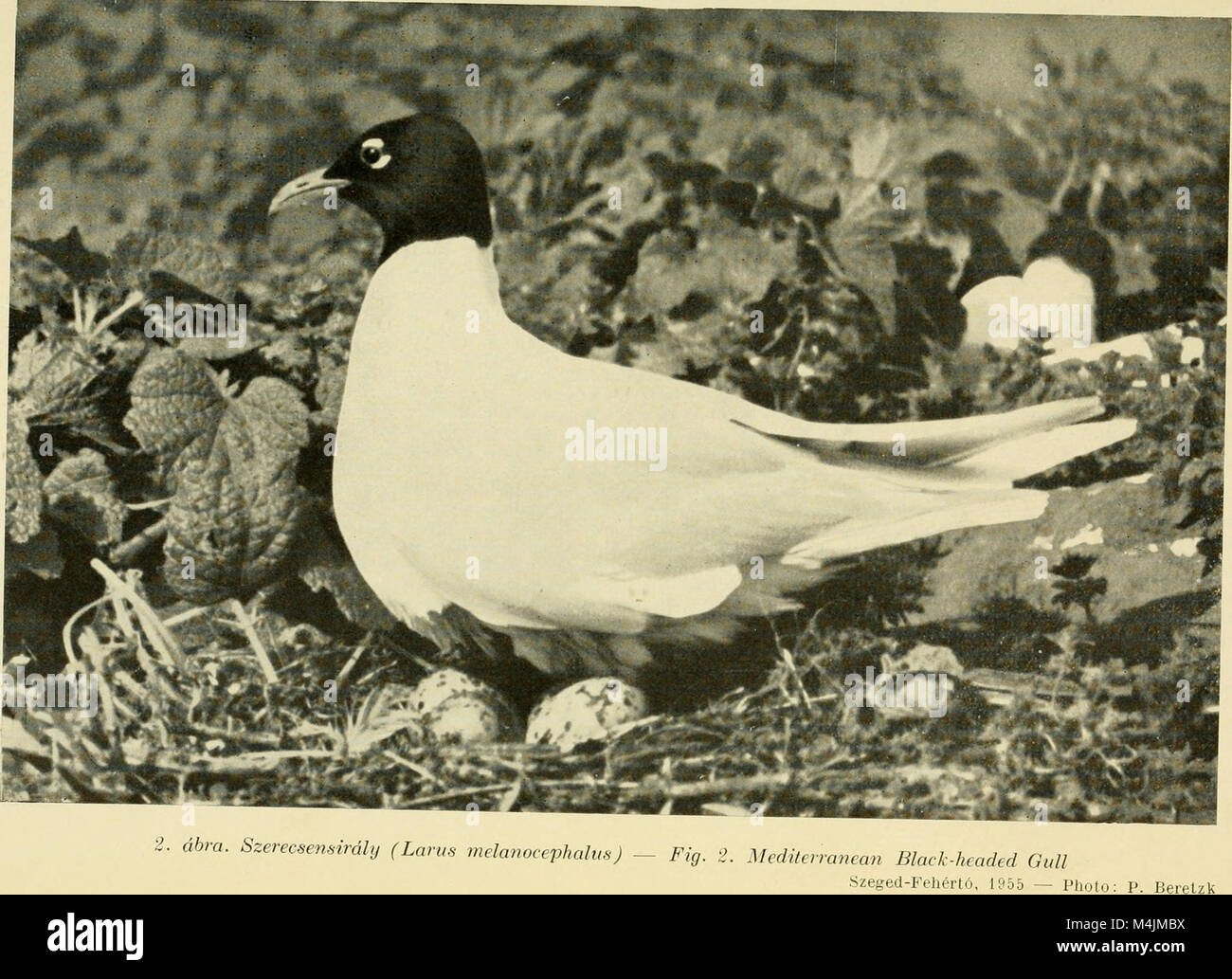 Aquila (1956) presents a detailed examination of a bird species ...