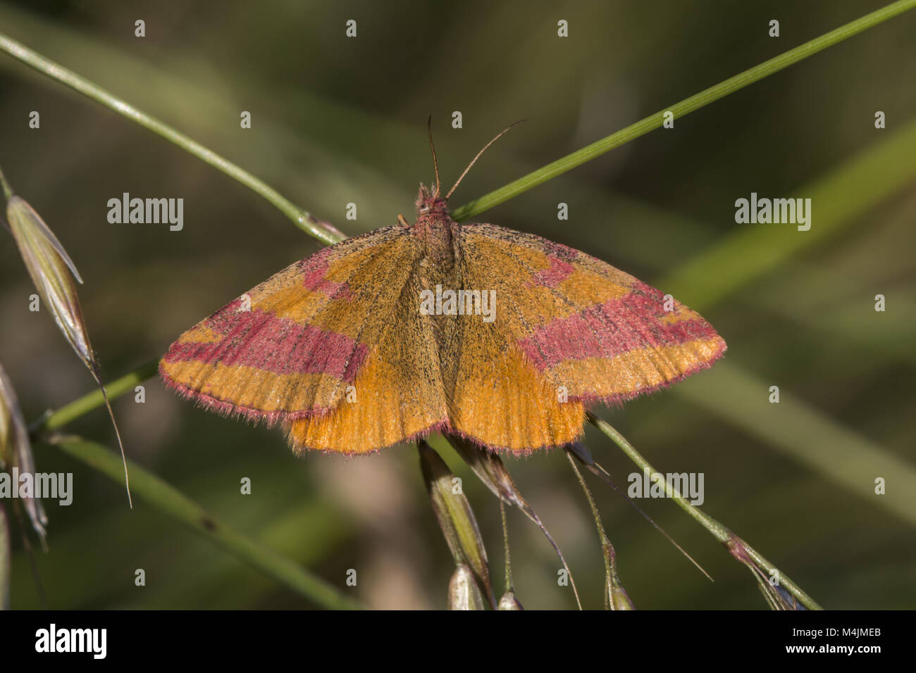 Purple barred yellow moth hi-res stock photography and images - Alamy
