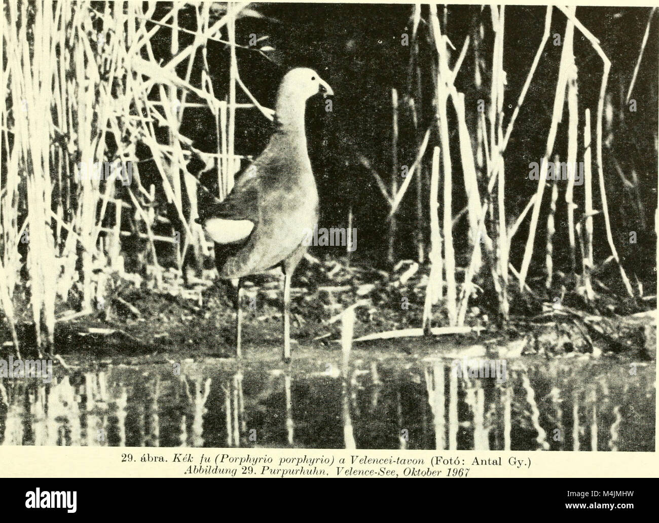 This 1976 publication explores the history and significance of the ...