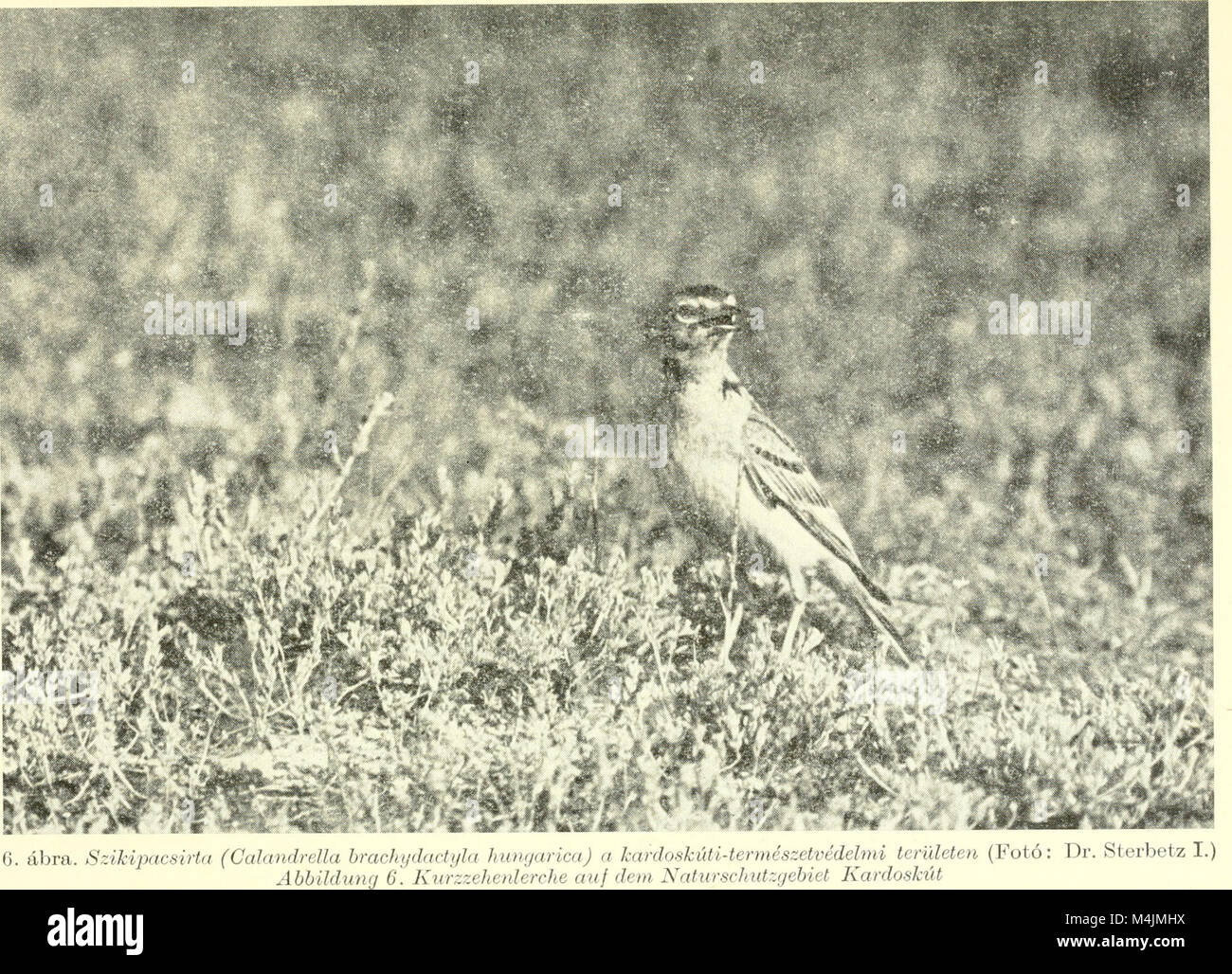 Aquila (1976) is a work that delves into the subject of aquila, an ...