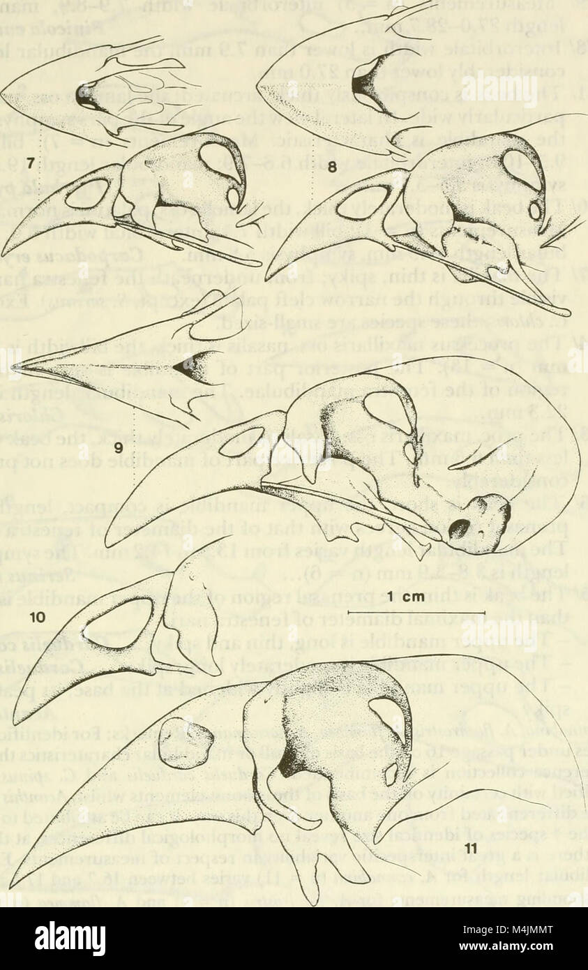 'Aquila' (1992) is a film about the challenges faced by a group of ...
