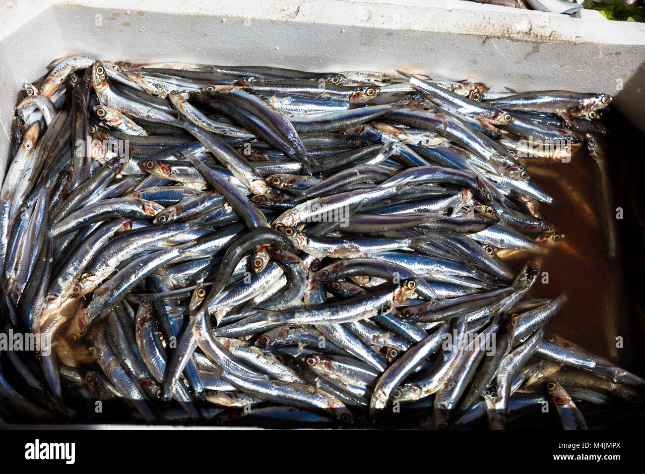 Mediterranean fish exposed Stock Photo - Alamy