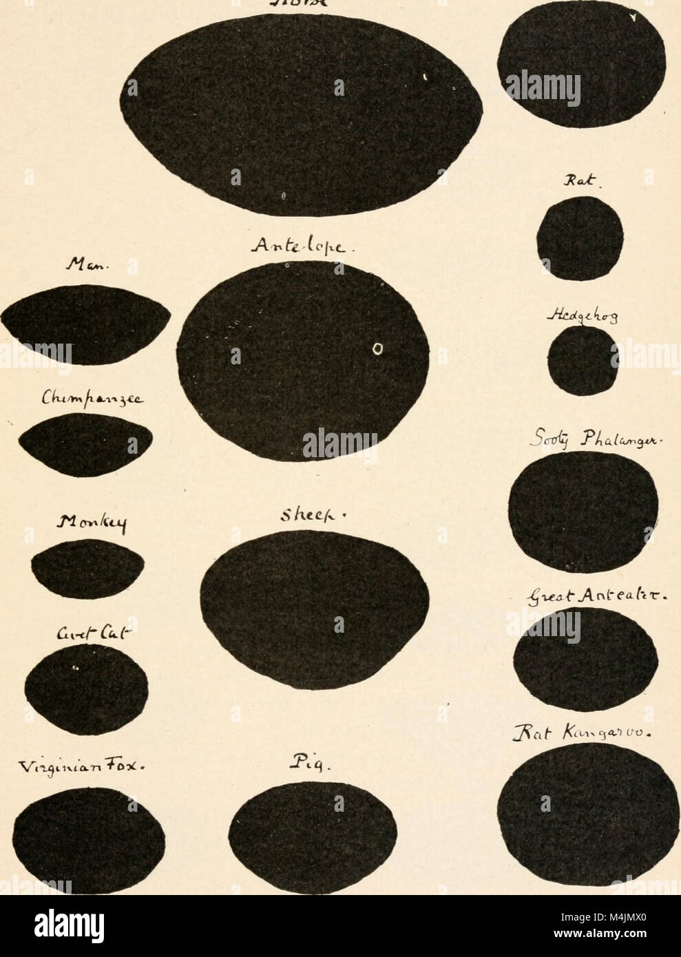 *Arboreal Life and the Evolution of the Human Eye* (1922) explores the ...
