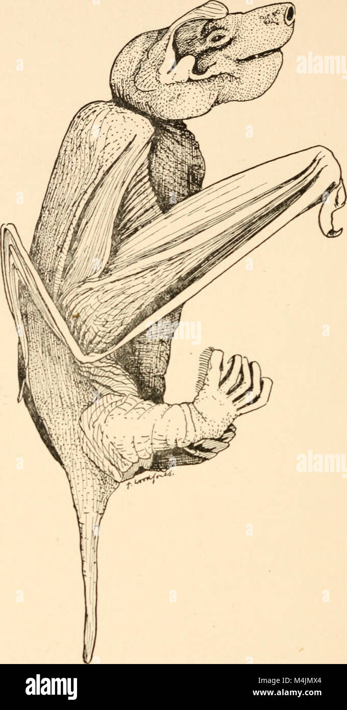 Evolutionary tree human hi-res stock photography and images - Alamy