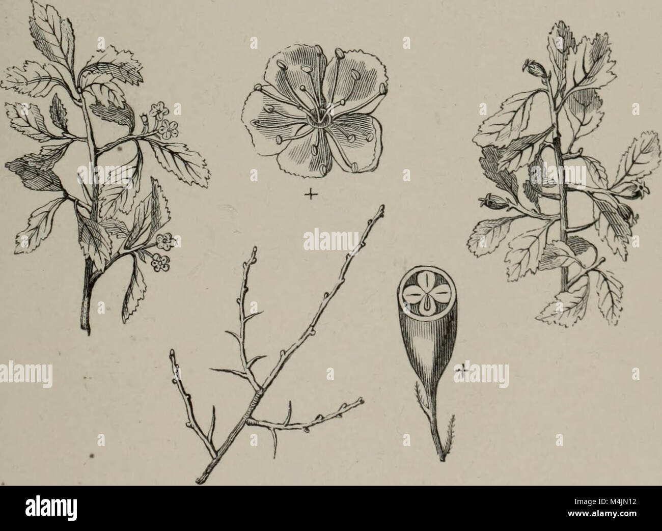 This work details the trees and shrubs of Britain, both native and ...