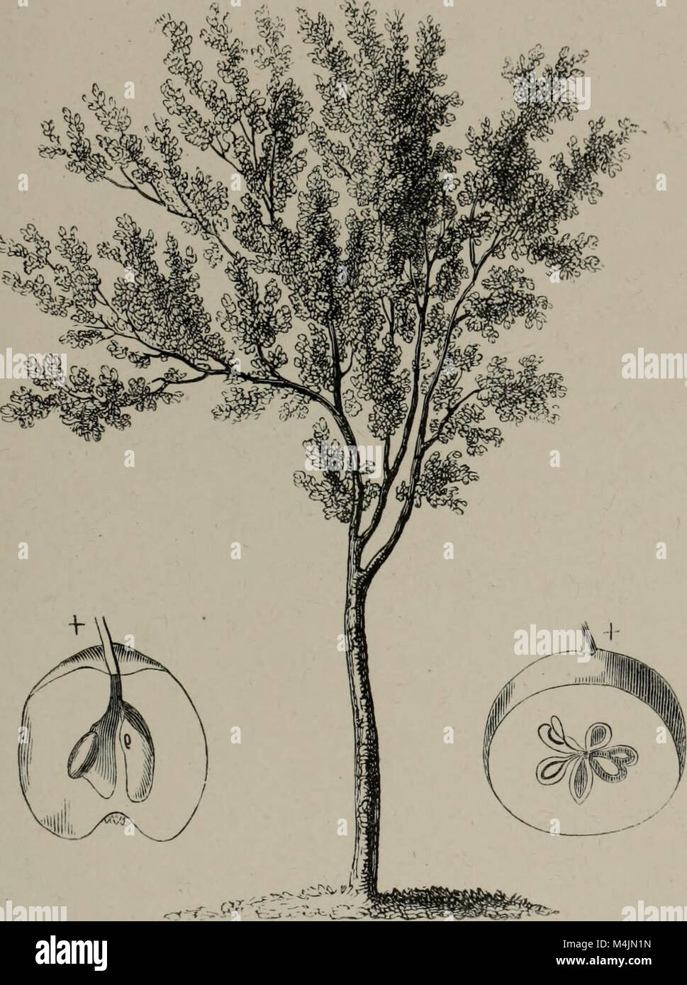 This illustrated work on British trees and shrubs describes both native ...