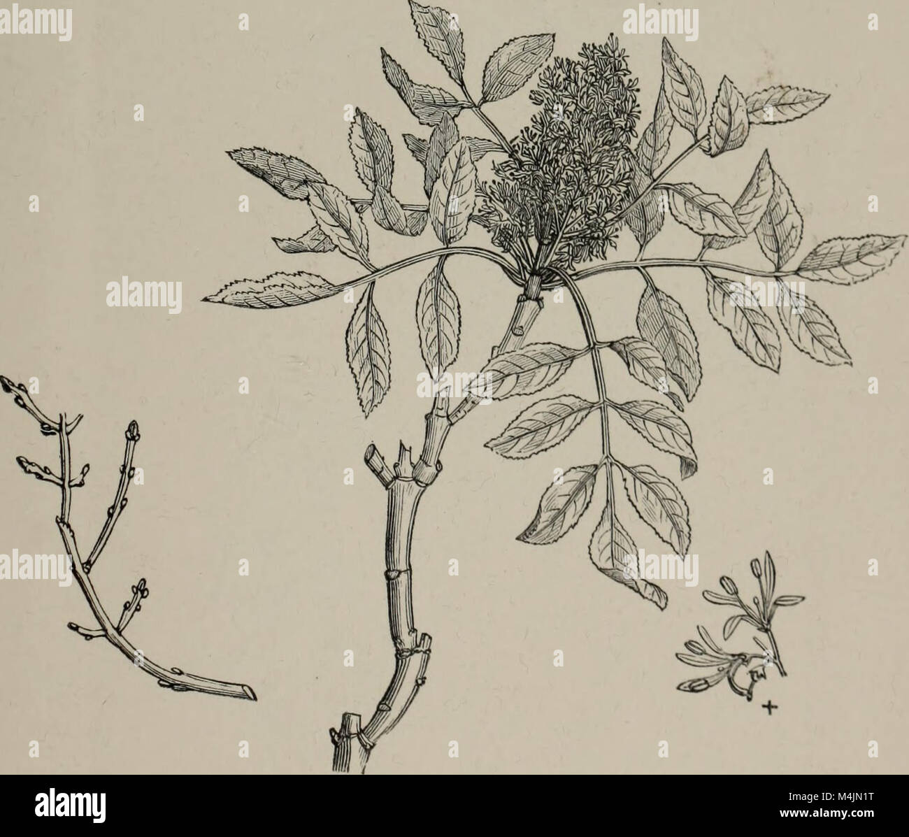 This botanical reference work details the trees and shrubs of Britain ...