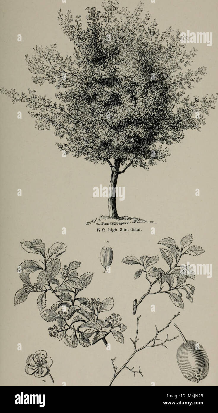 This work details the trees and shrubs of Britain, both native and ...