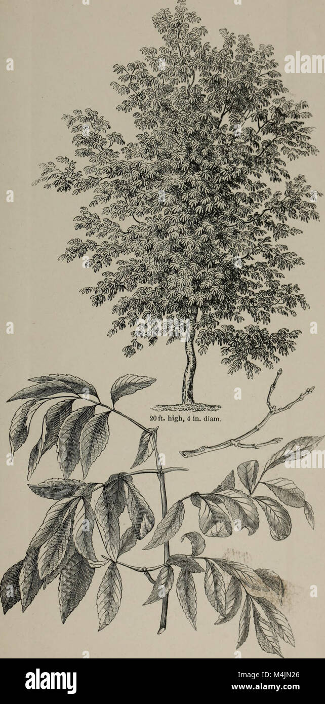 Arboretum et fruticetum britannicum, or - The trees and shrubs of ...