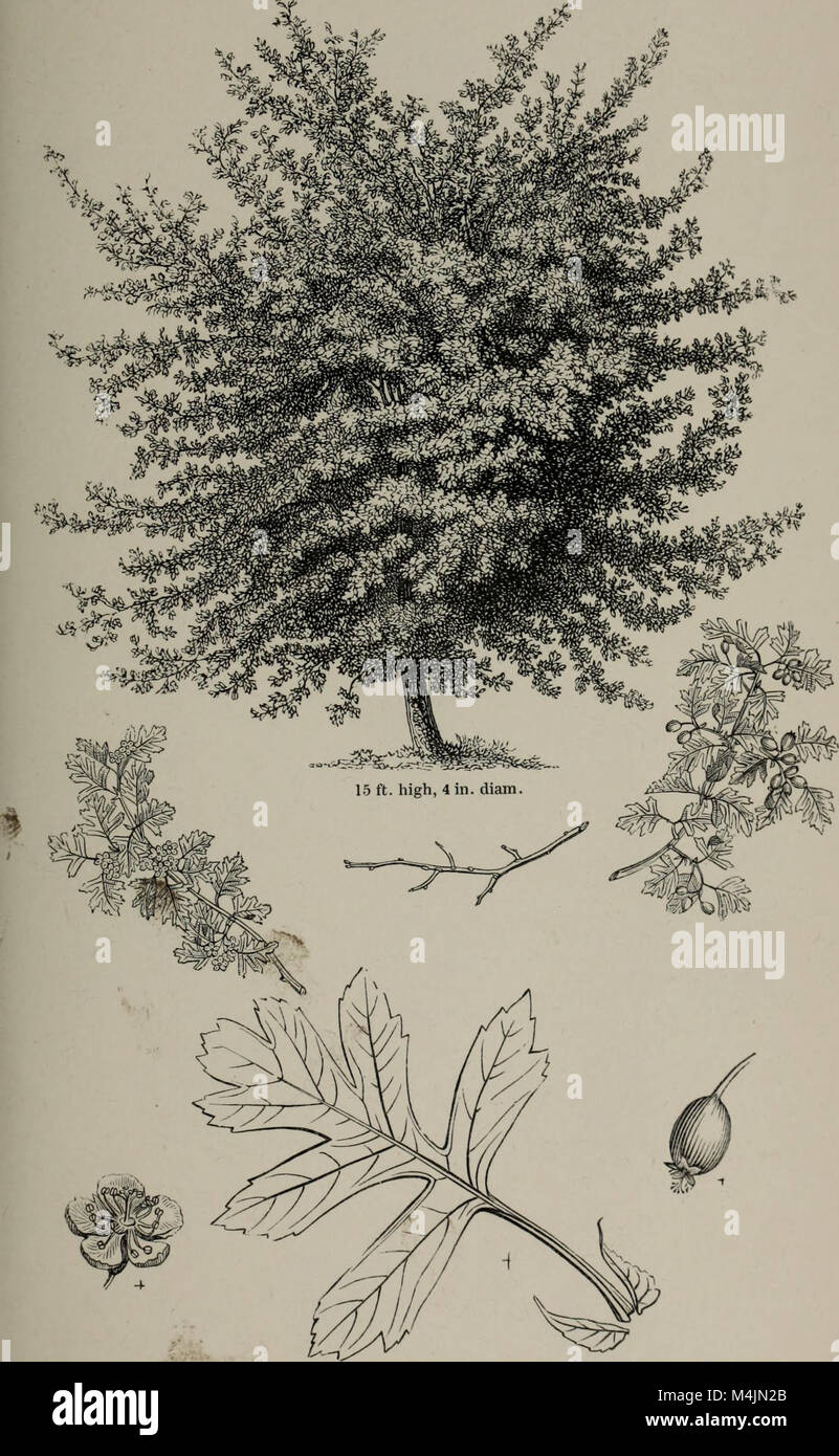This comprehensive work offers botanical descriptions and illustrations ...