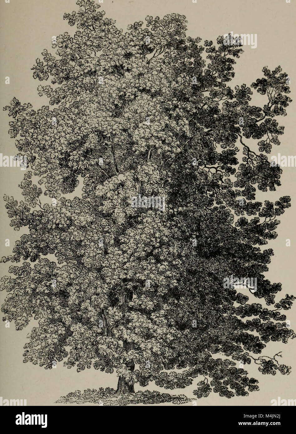 A botanical reference detailing the trees and shrubs of Britain, both ...
