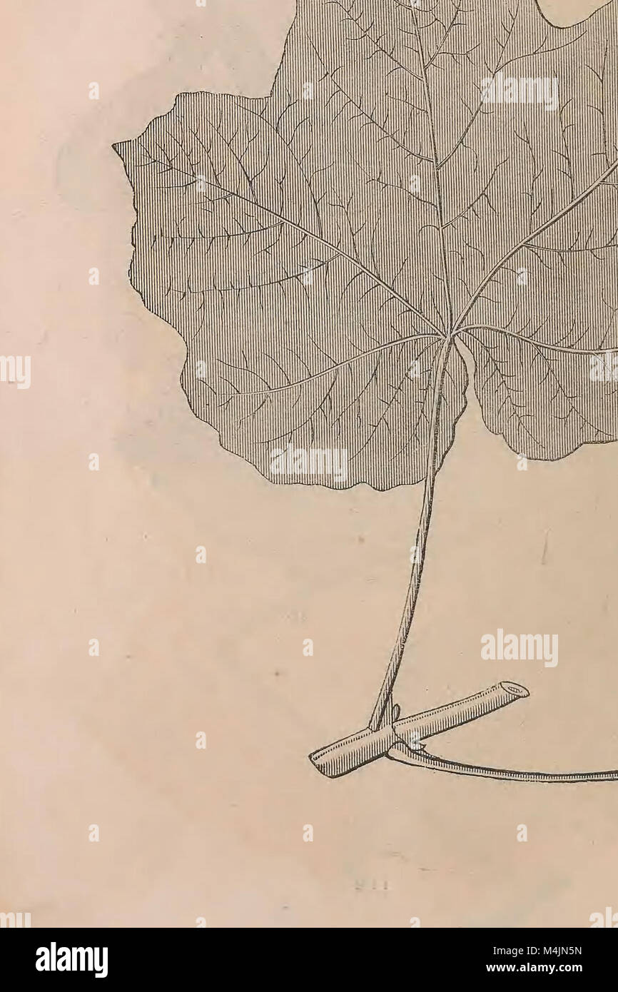 This work provides a detailed account of the trees and shrubs found in ...