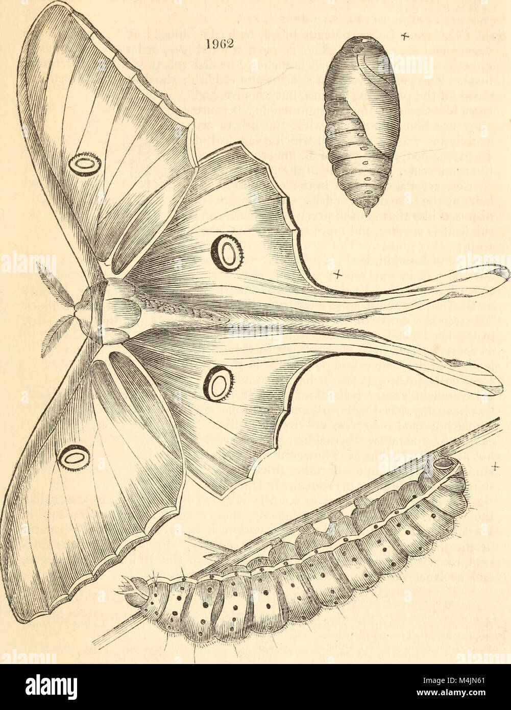 This work details the trees and shrubs of Britain, both native and ...