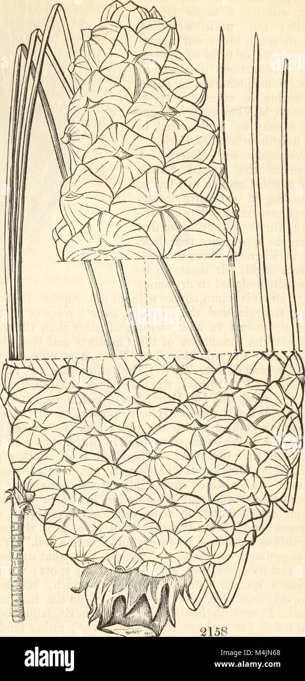 This 19th-century work offers a detailed botanical description of both ...