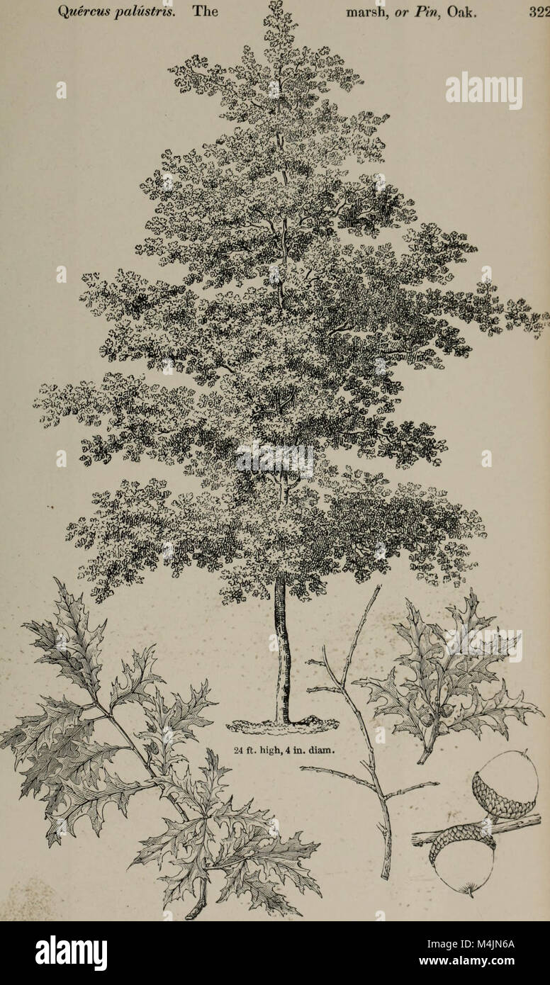 This work provides a detailed botanical and pictorial guide to the ...